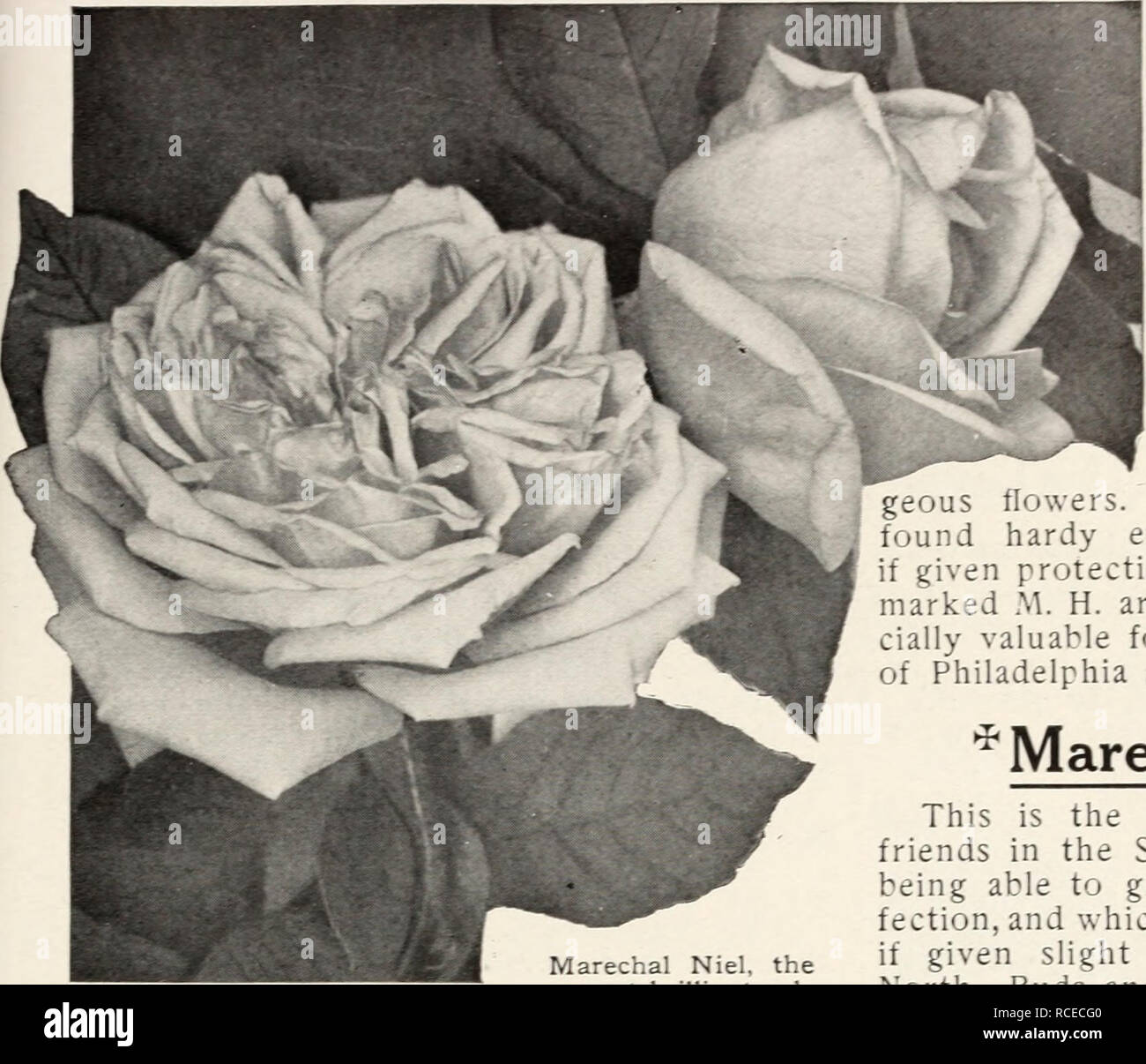 . Dingee guide to rose culture : 1850 1911. . Climbing Tea and Noisette ...