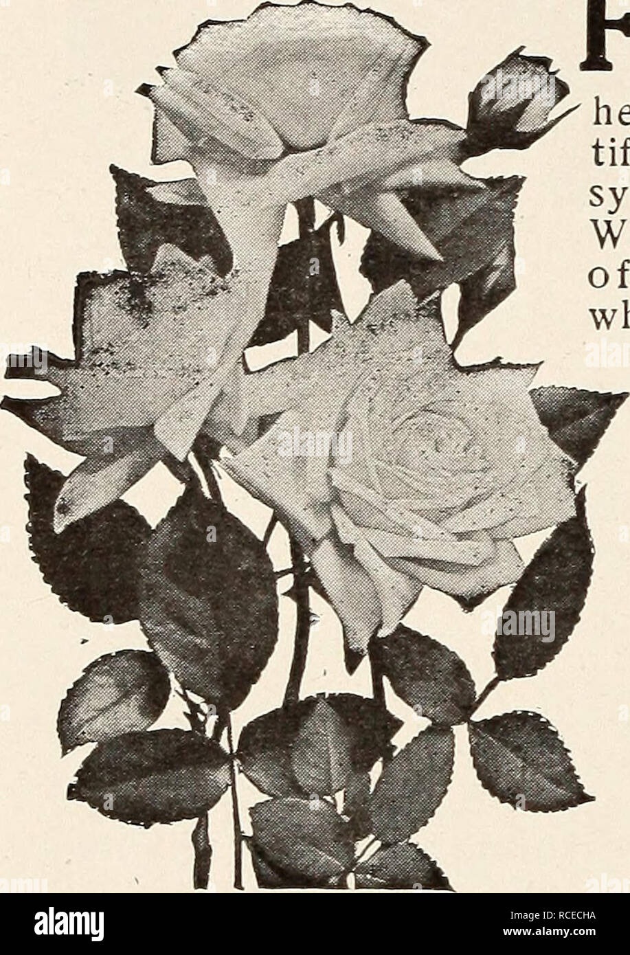 . Dingee guide to rose culture : 1850 1912. P»MDingee Roses-Sturdy as ...