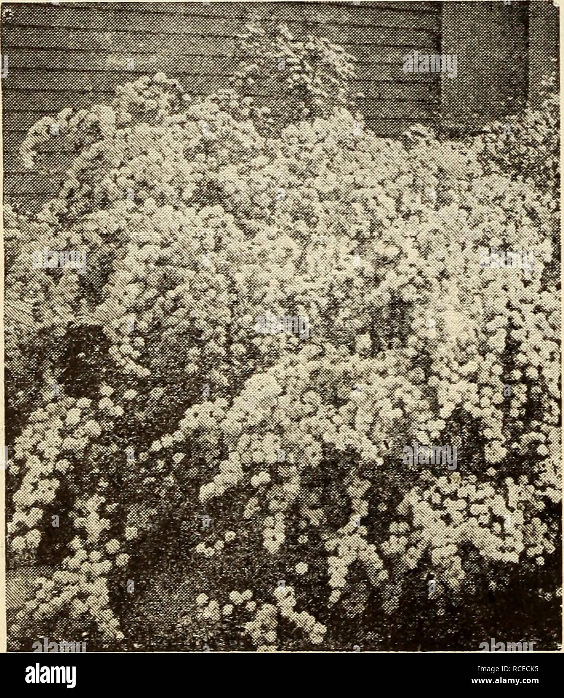 Cone shaped hydrangea hi-res stock photography and images - Alamy