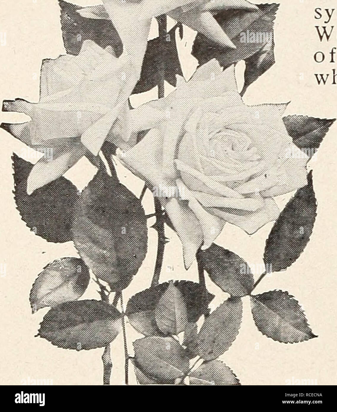 . Dingee guide to rose culture : 1850 1911. . Where and How Dingee ...