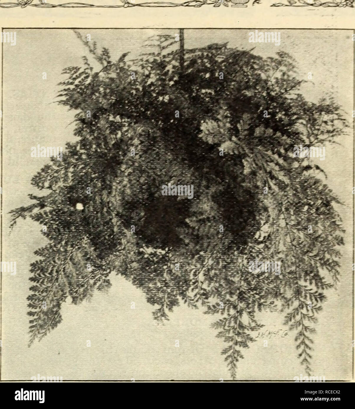 Two large fern fronds hi-res stock photography and images - Alamy