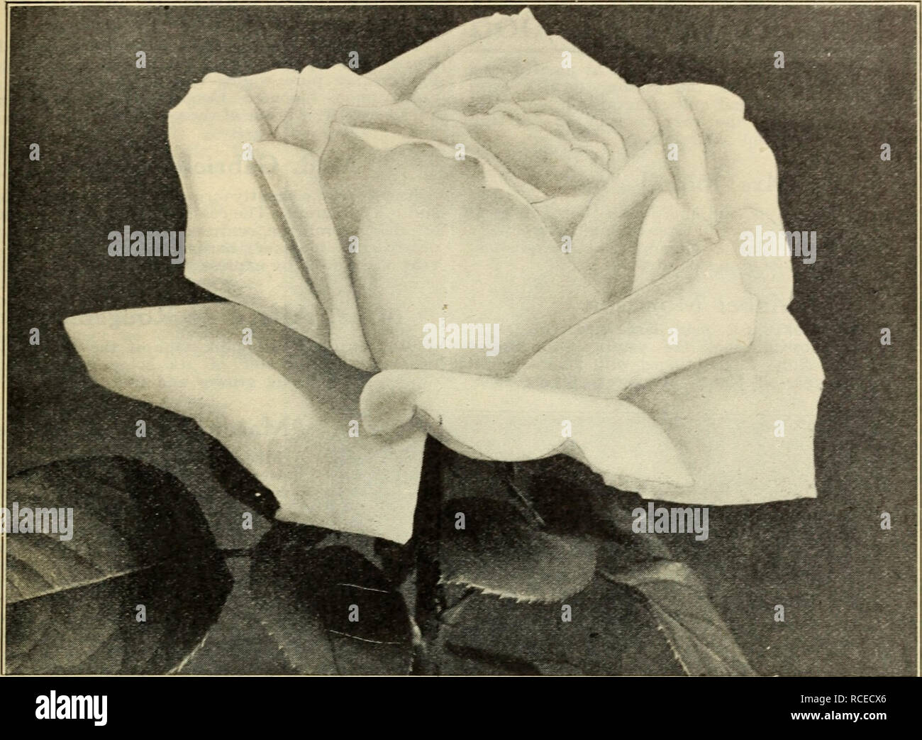 . Dingee guide to rose culture. 1909 bLGEE Guide To Rose Gla-xuRE^B ...