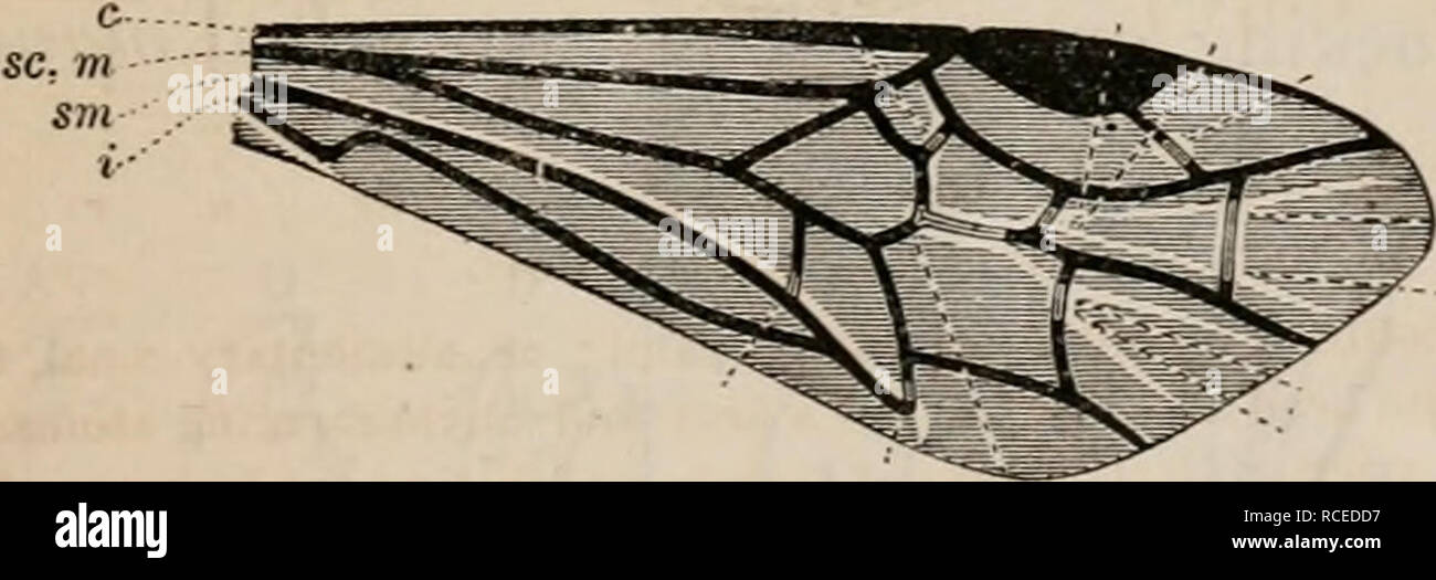 . Elements of zoölogy : a textbook. Zoology. HEXAPODA : LEGS AND WINGS ...