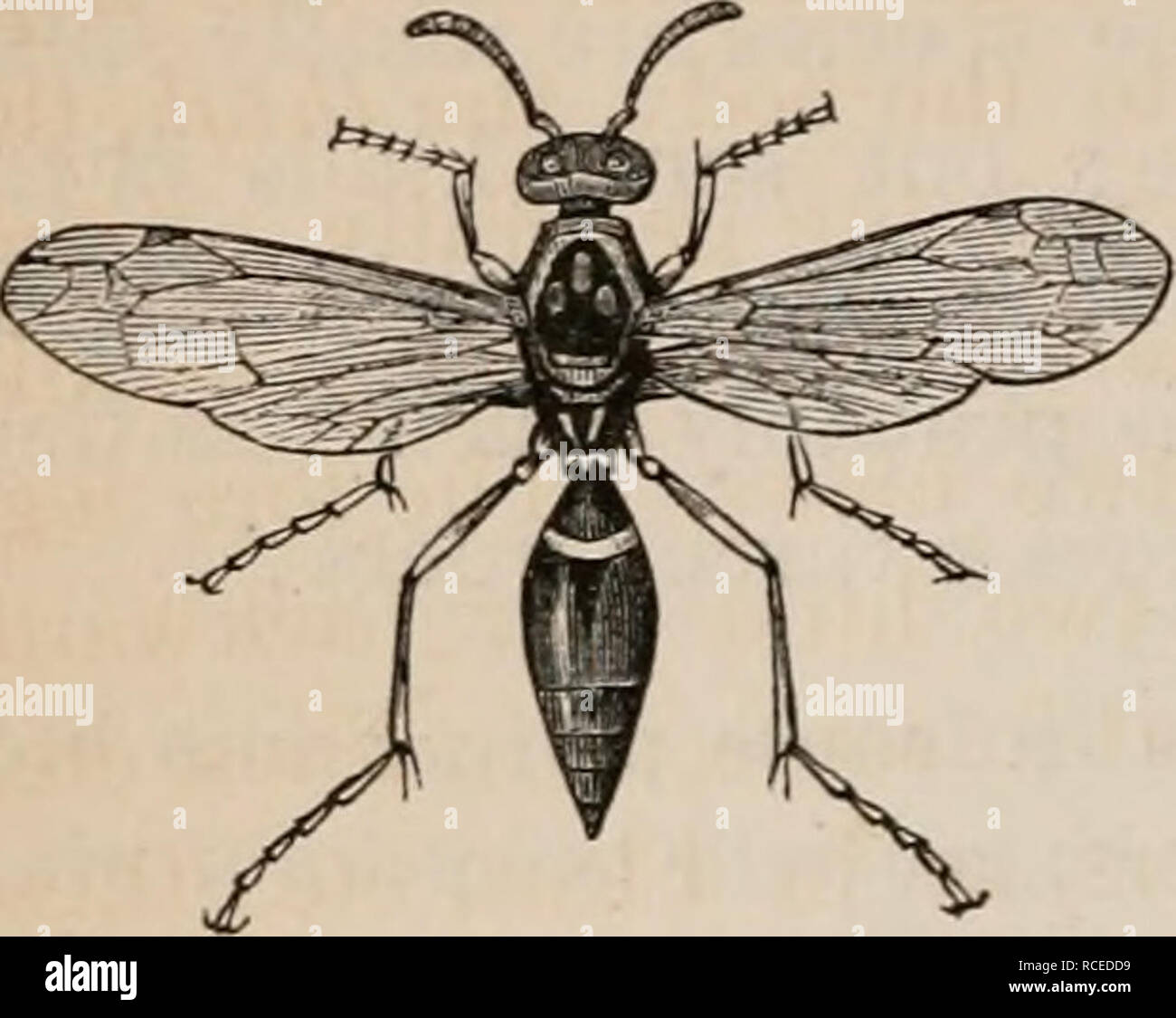 Tibial spurs hi-res stock photography and images - Alamy