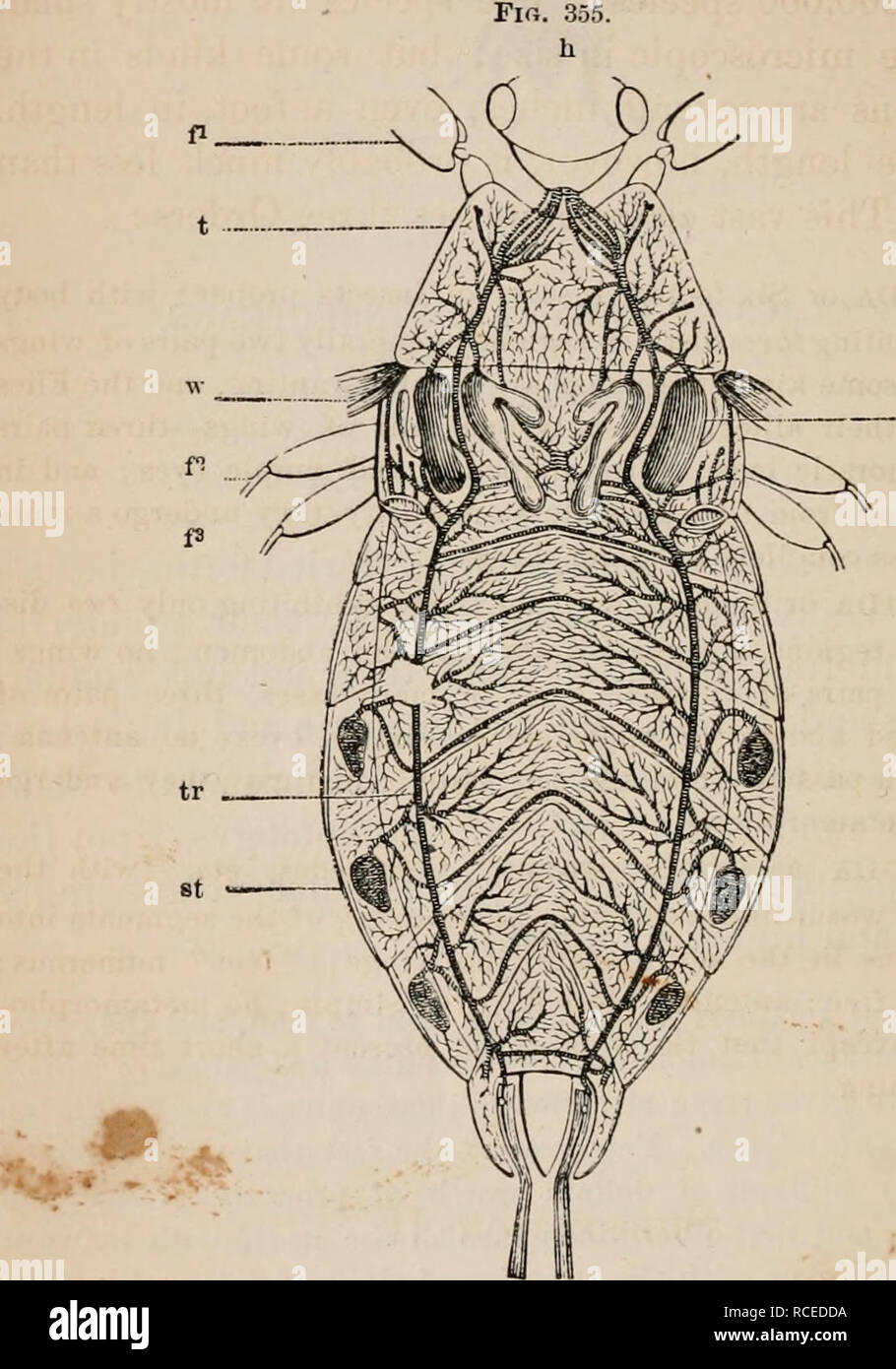 . Elements of zoölogy : a textbook. Zoology. 386 ARTICULATA : IXSPTTA ...