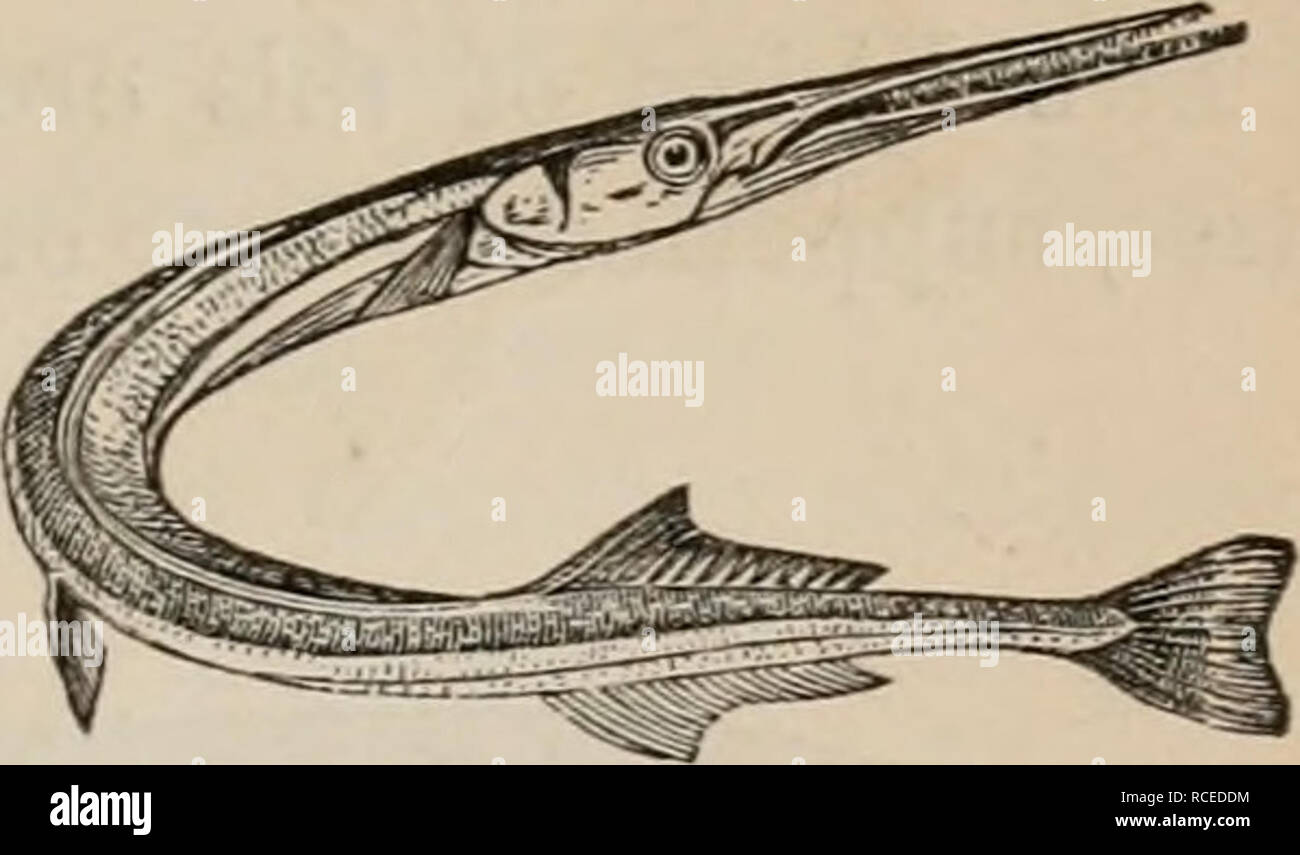 Green gar fish hi-res stock photography and images - Alamy