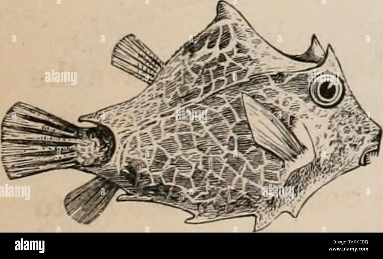 Conjoined fish hi-res stock photography and images - Alamy