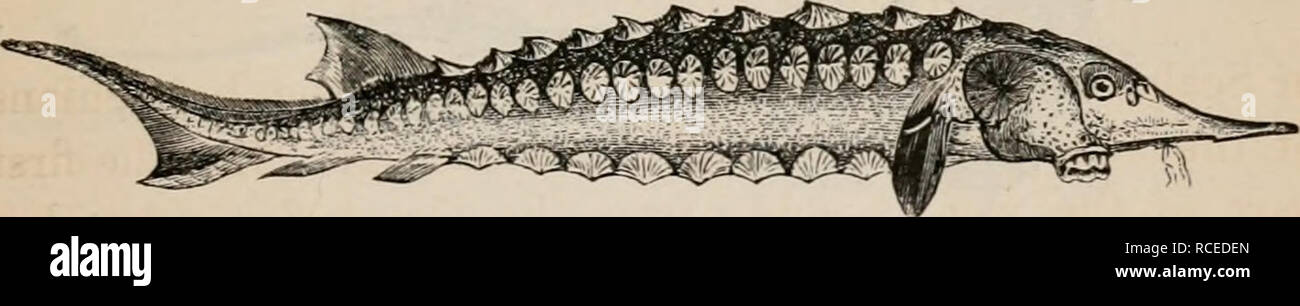 Gar scales hi-res stock photography and images - Alamy