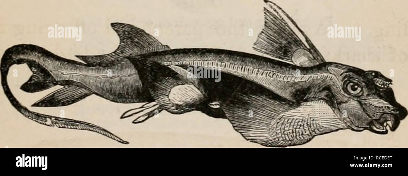 . Elements of zoölogy : a textbook. Zoology. HOLOCEPHALI OR CHIMERAS ...