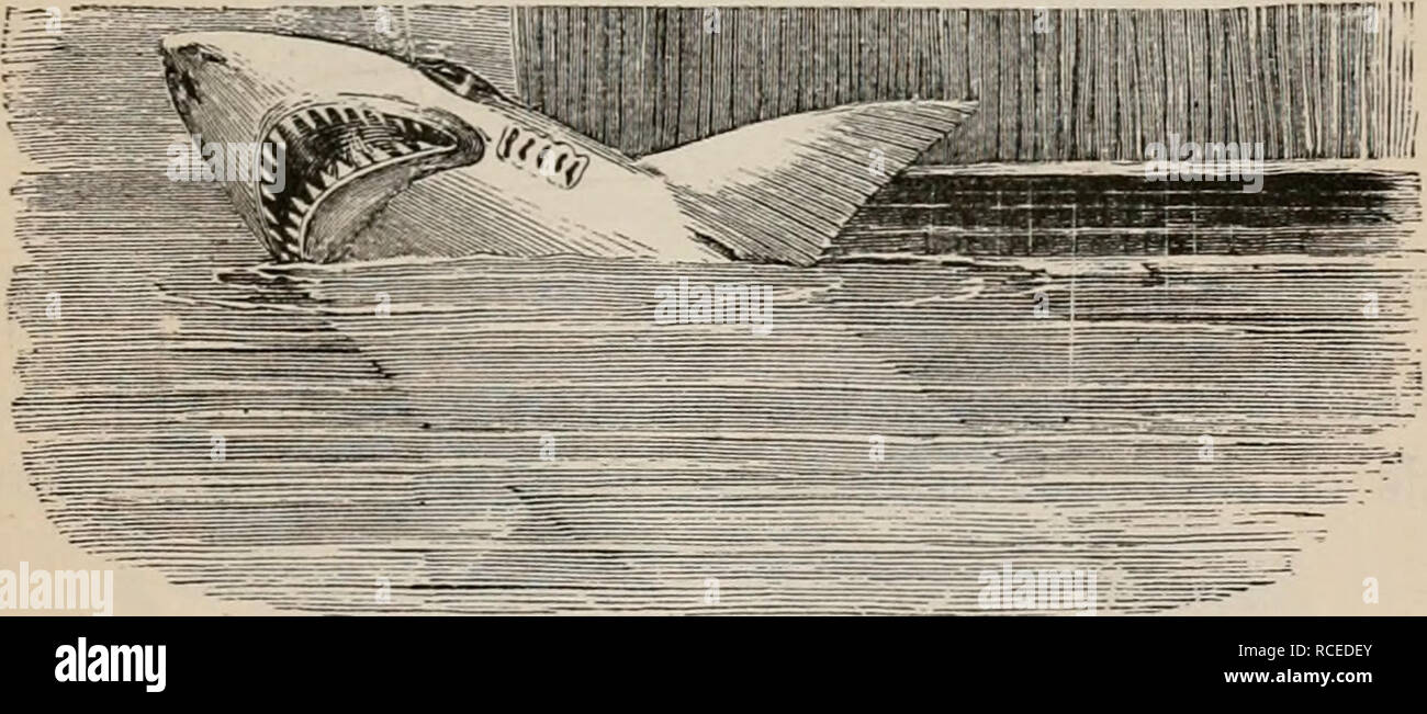 Thresher shark tail hi-res stock photography and images - Alamy