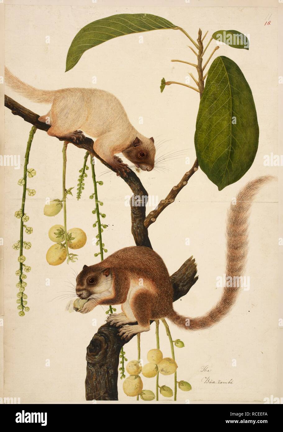 Squirrels from Sumatra, in a tree, eating fruit. [Marsden collection ...