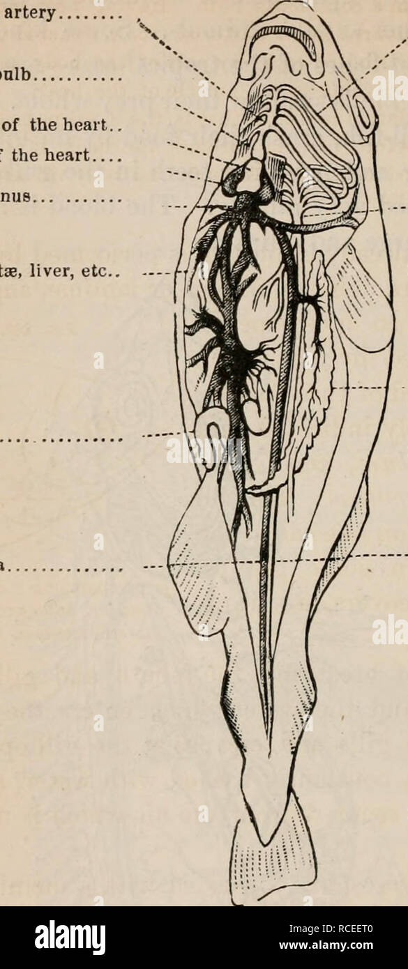 . Elements of zoölogy : a textbook. Zoology. 248 Branchial artery ...