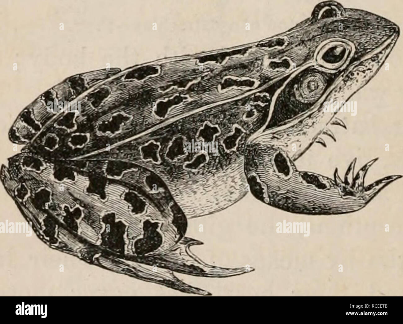 . Elements of zoölogy : a textbook. Zoology. 238 VERTEBRATA: JJATRACHIA ...