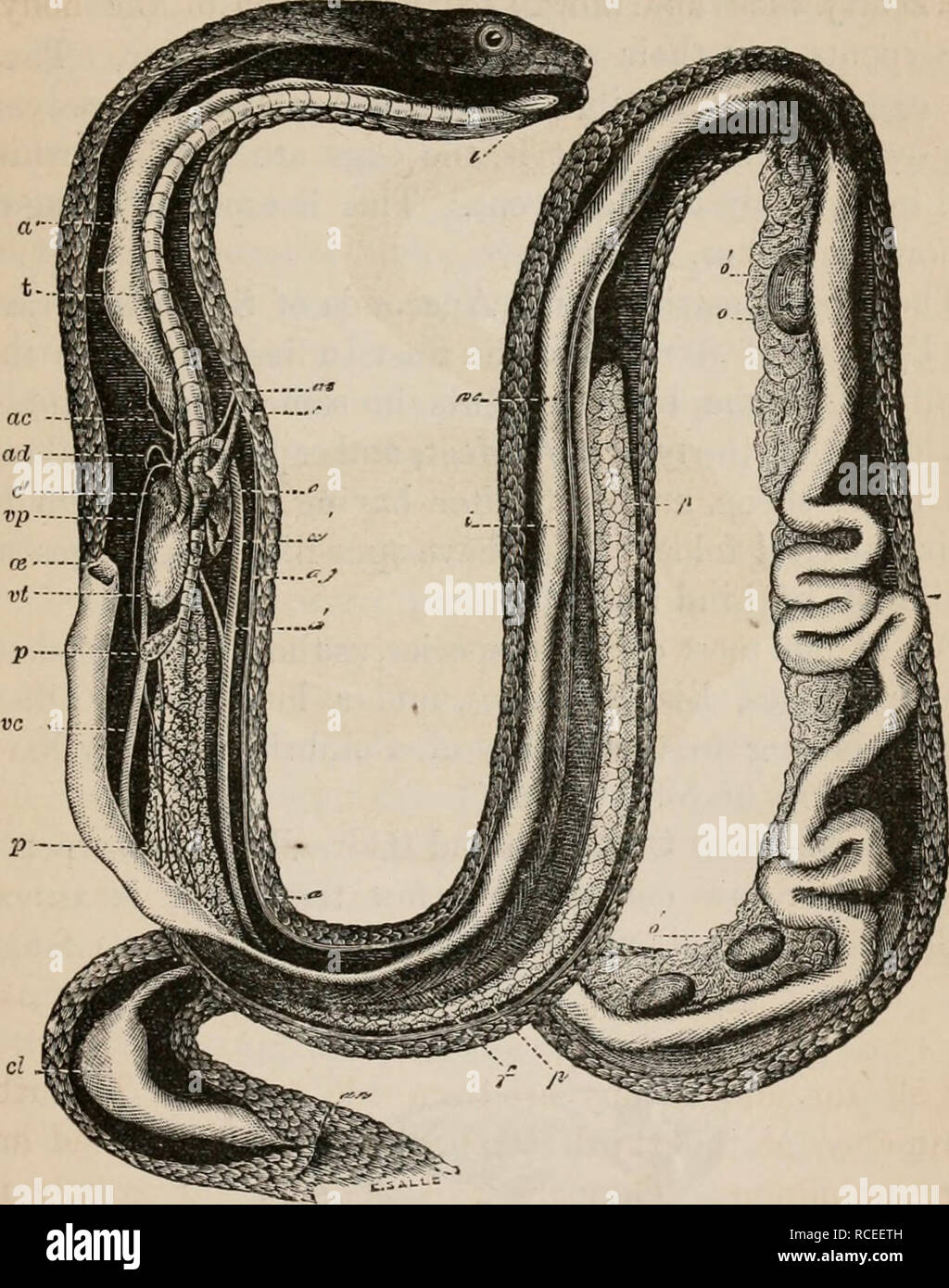 . Elements of zoölogy : a textbook. Zoology. OPHIDIA OK SERPENTS. 231 ...