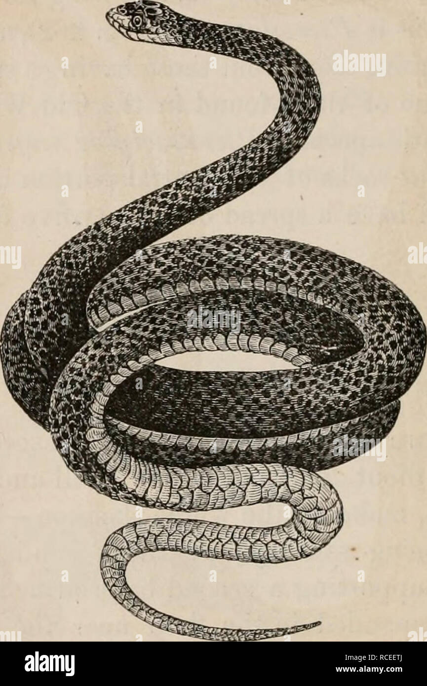 . Elements of zoölogy : a textbook. Zoology. 230 VERTEBRATA: REPTILIA ...