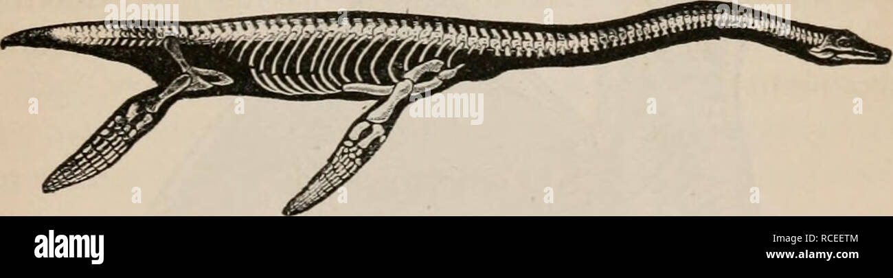Elasmosaurus Skeleton
