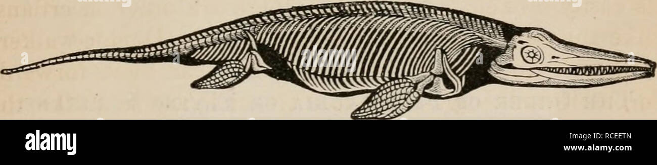 Mosasaurs fossil hi-res stock photography and images - Alamy