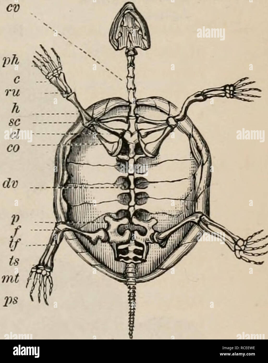 . Elements of zoölogy : a textbook. Zoology. CHELONIA OR TURTLES. 217 ...