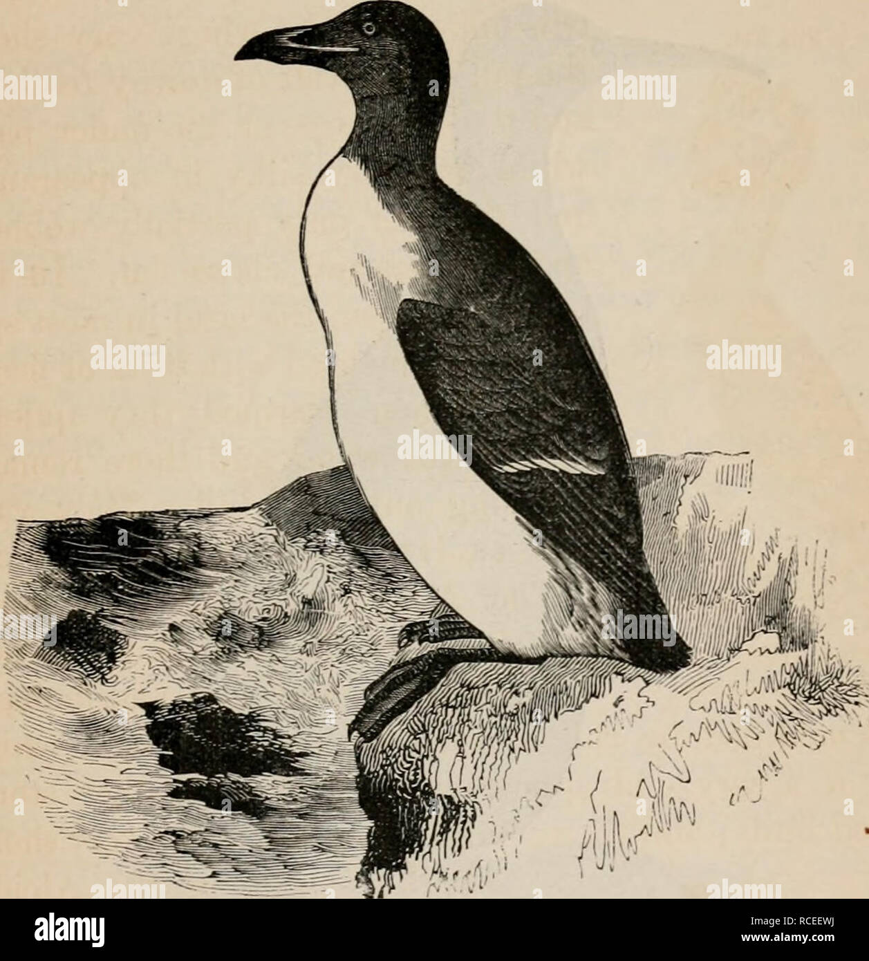 Great auk bones hi-res stock photography and images - Alamy