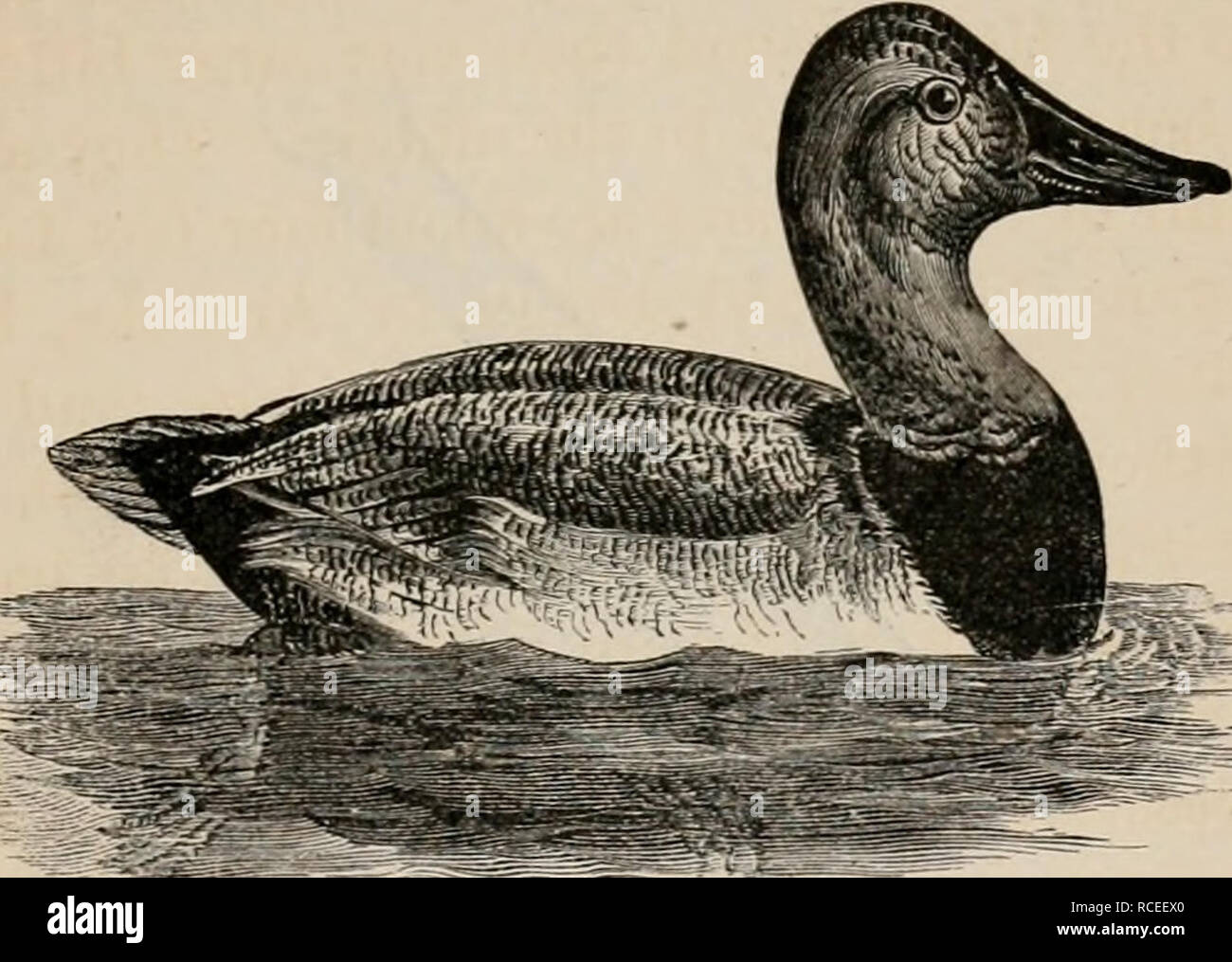 . Elements of zoölogy : a textbook. Zoology. LAMELLIROSTRES, OK GEESE ...