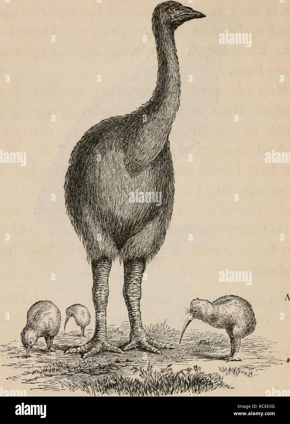 Two Toed Foot Ostrich High Resolution Stock Photography and Images - Alamy