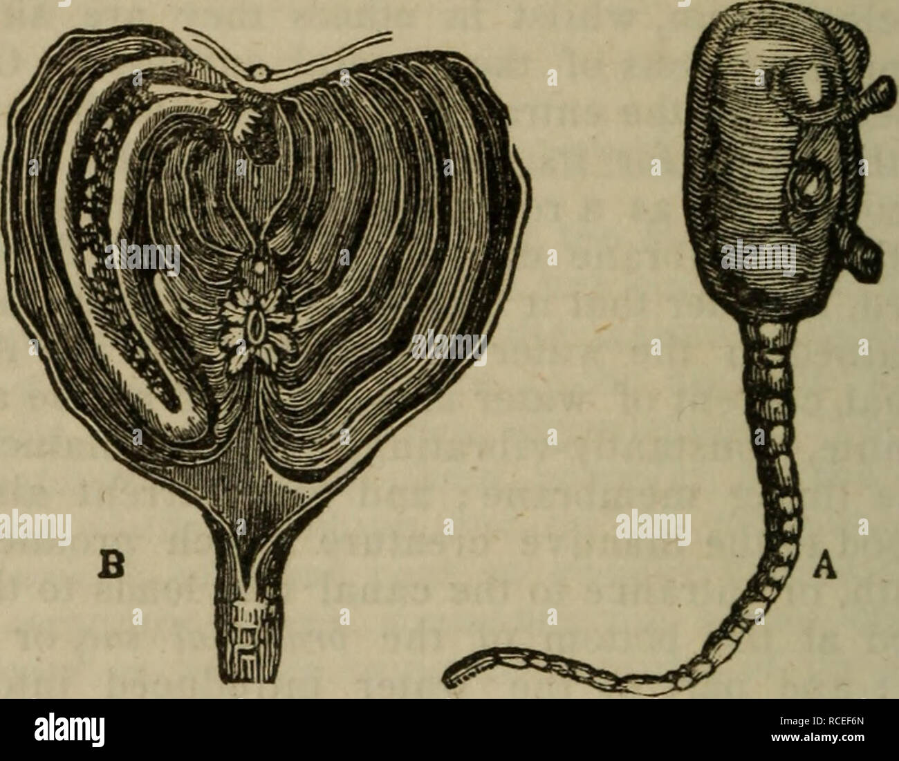 . Elements of zoology, or, Natural history of animals / ed. by D.M ...