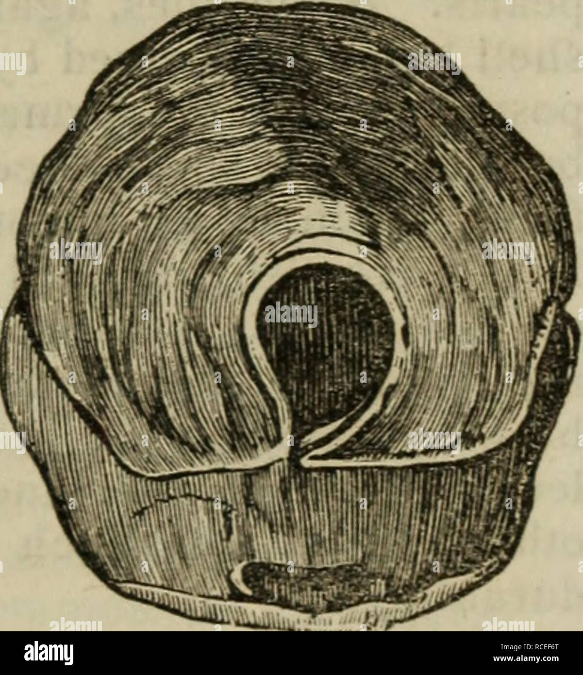 . Elements of zoology, or, Natural history of animals / ed. by D.M ...