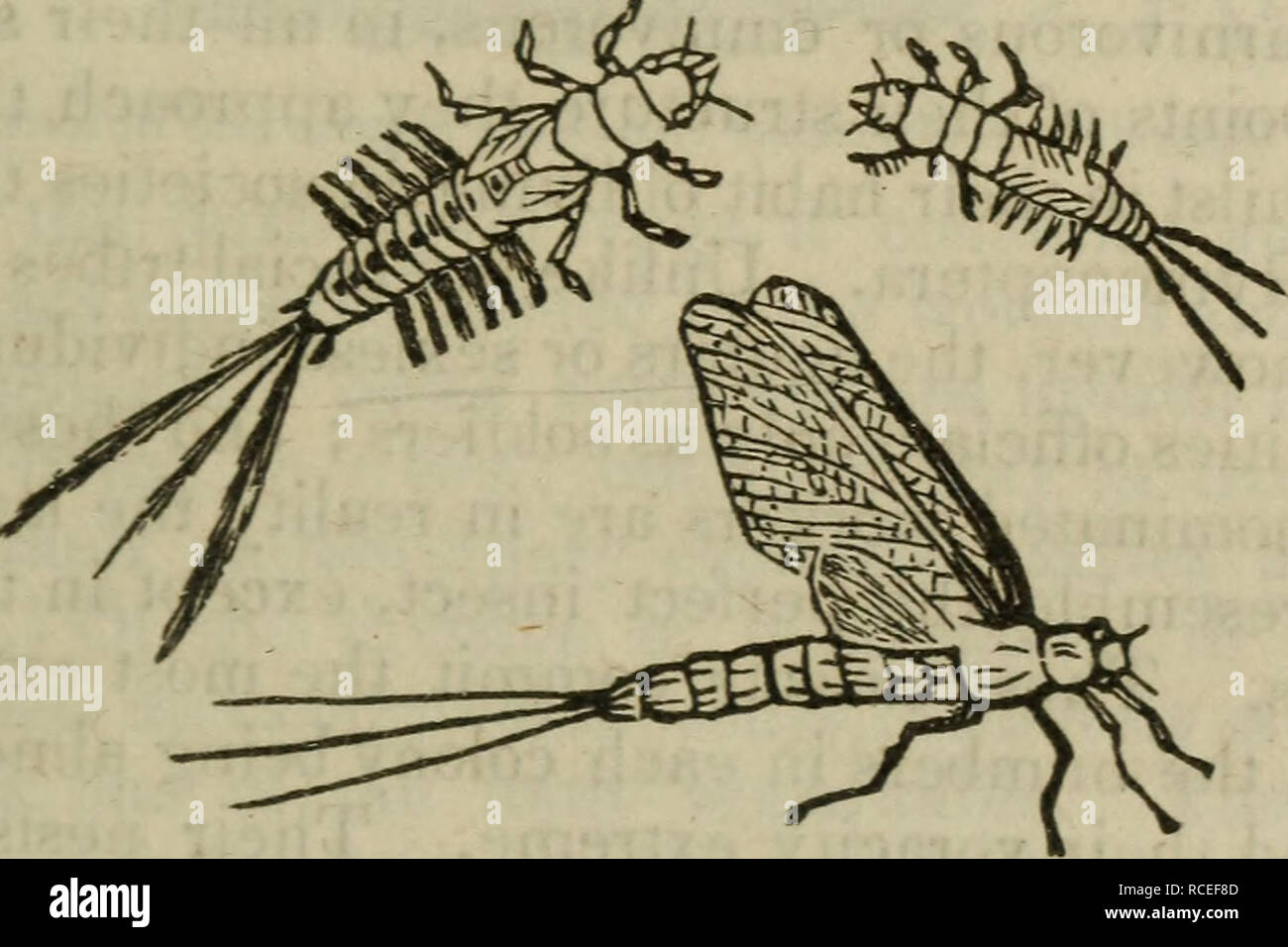 . Elements of zoology, or, Natural history of animals / ed. by D.M ...