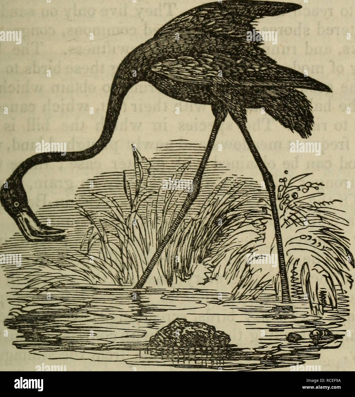 Mingo tribe hi-res stock photography and images - Alamy