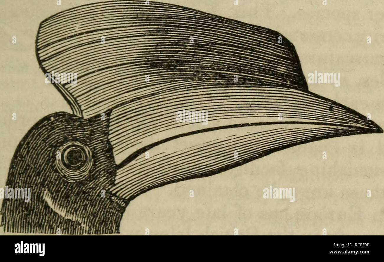 Conical beaks hi-res stock photography and images - Alamy