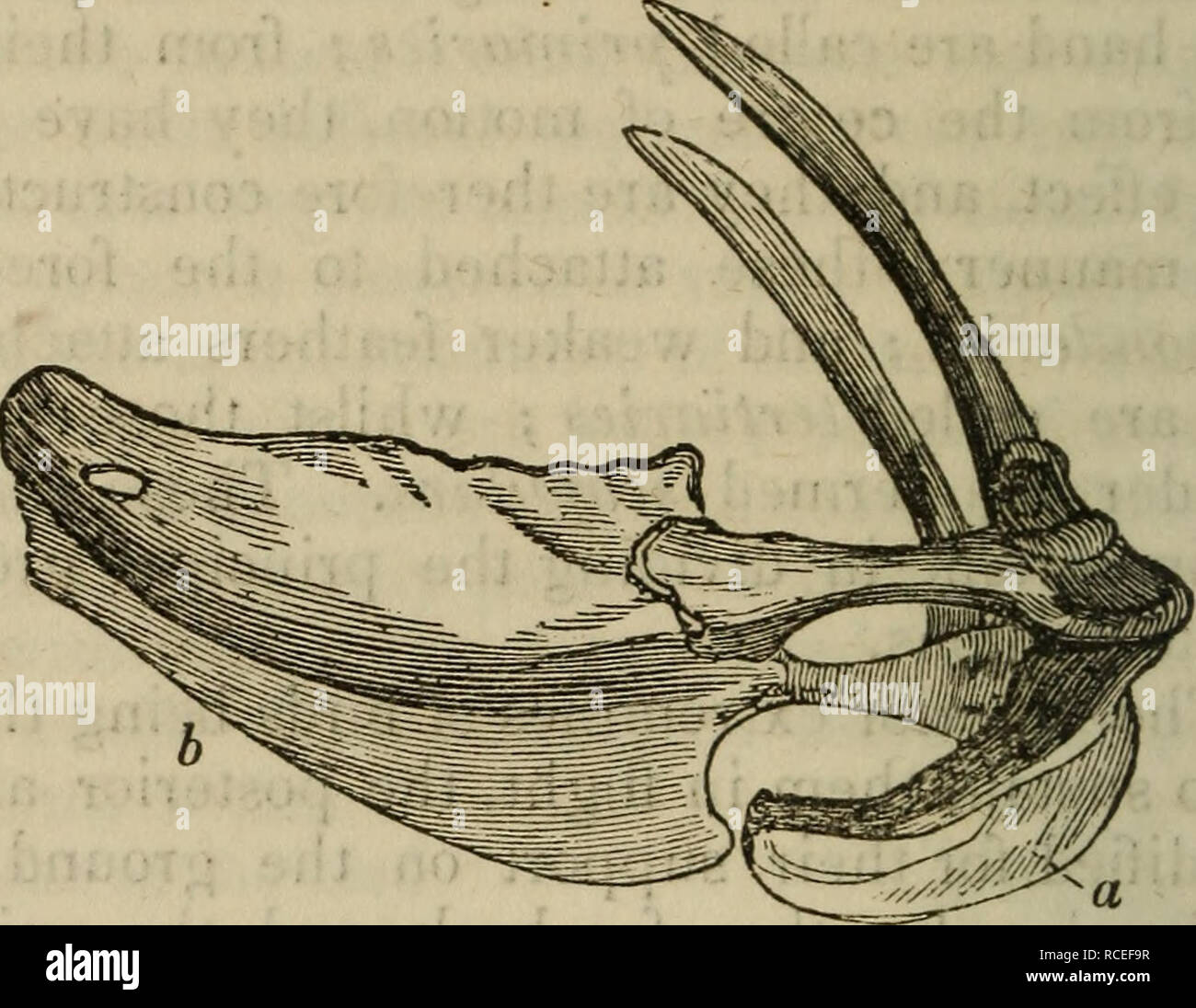 . Elements of zoology, or, Natural history of animals / ed. by D.M ...