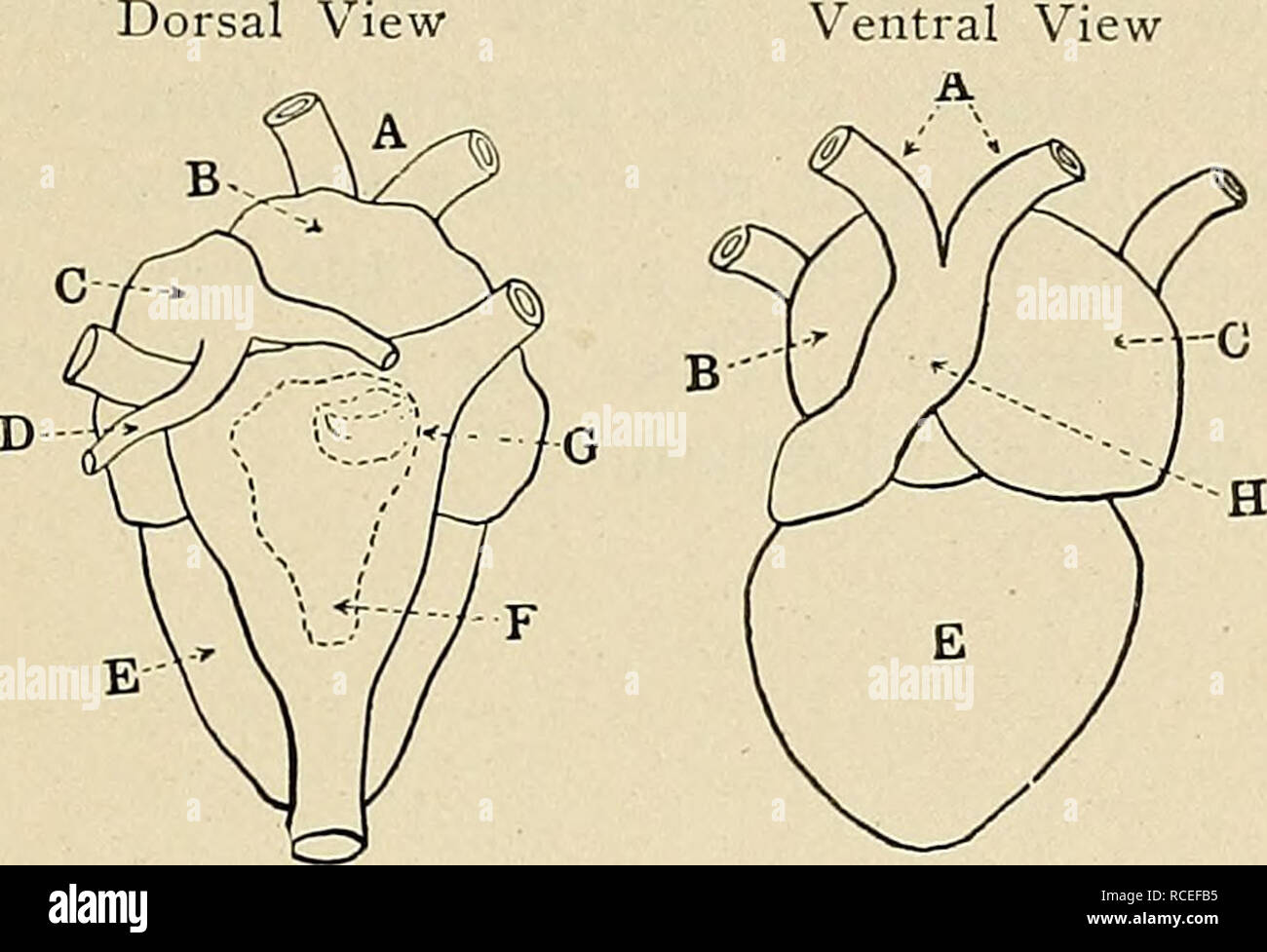. Directions for laboratory work in physiology for the use of medical ...