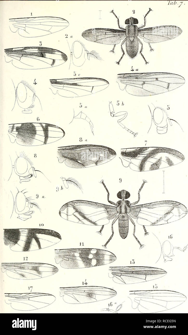 Sepedon hi-res stock photography and images - Alamy