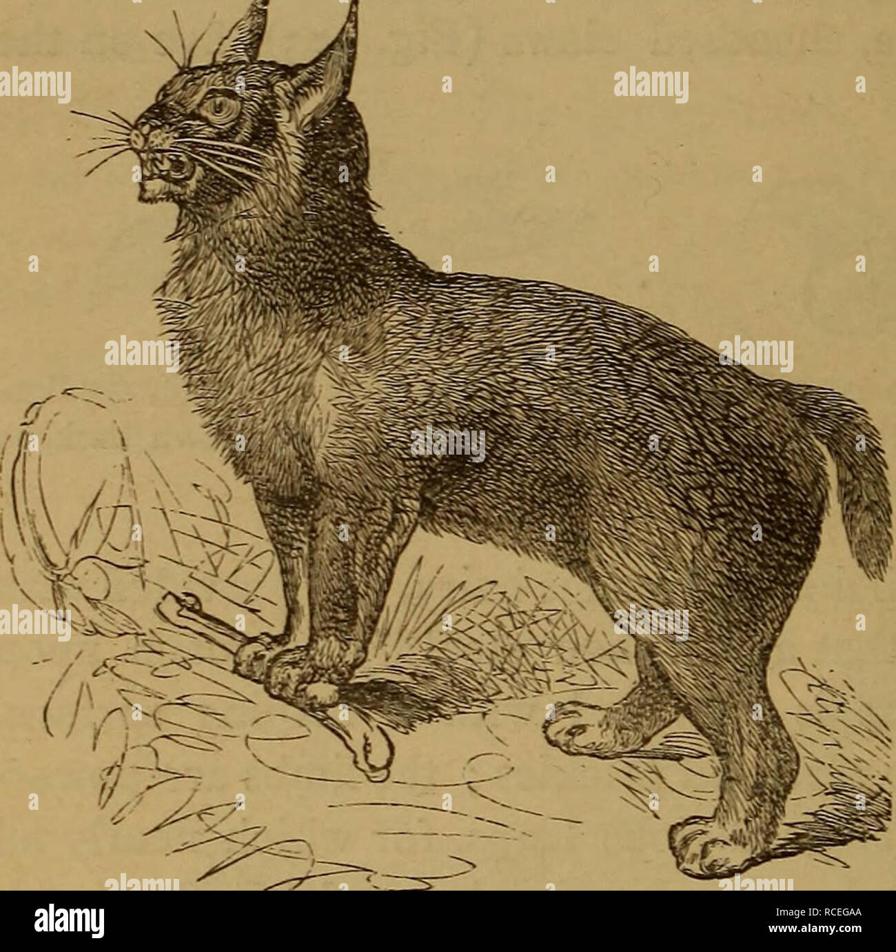 . Elements of zoölogy. Zoology. 352 BACKBONED ANIMALS. height at ...