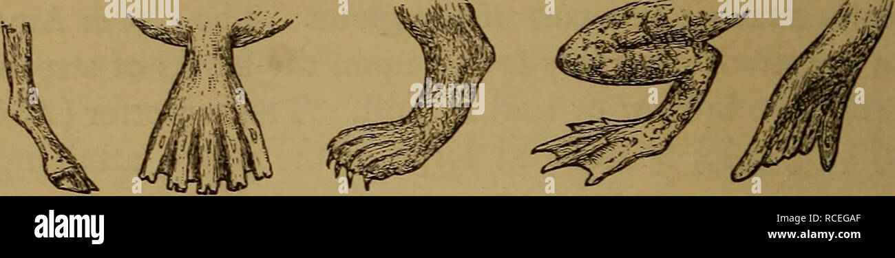 . Elements of zoölogy. Zoology. 348 BACKBONED ANIMALS. Note.—The ...