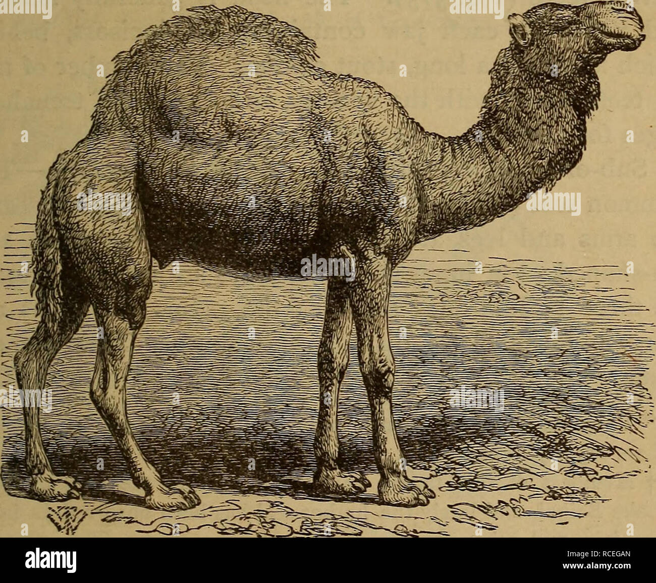 Paunch pad hi-res stock photography and images - Alamy