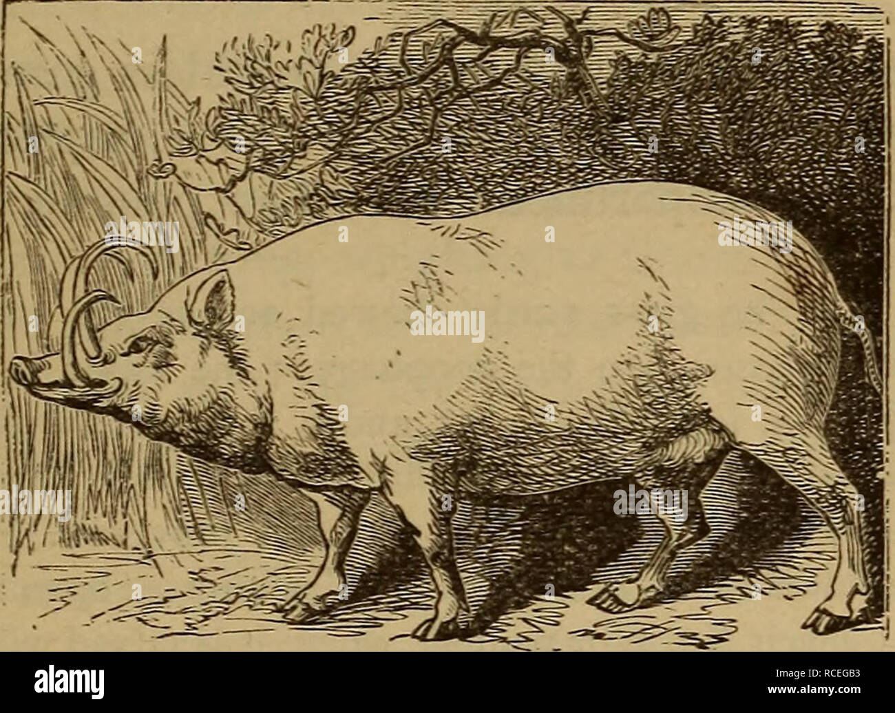 Hippopota High Resolution Stock Photography and Images - Alamy