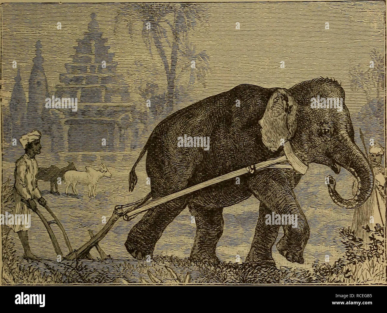 . Elements of zoölogy. Zoology. MAMMALIA. 32/ attain a length sometimes ...