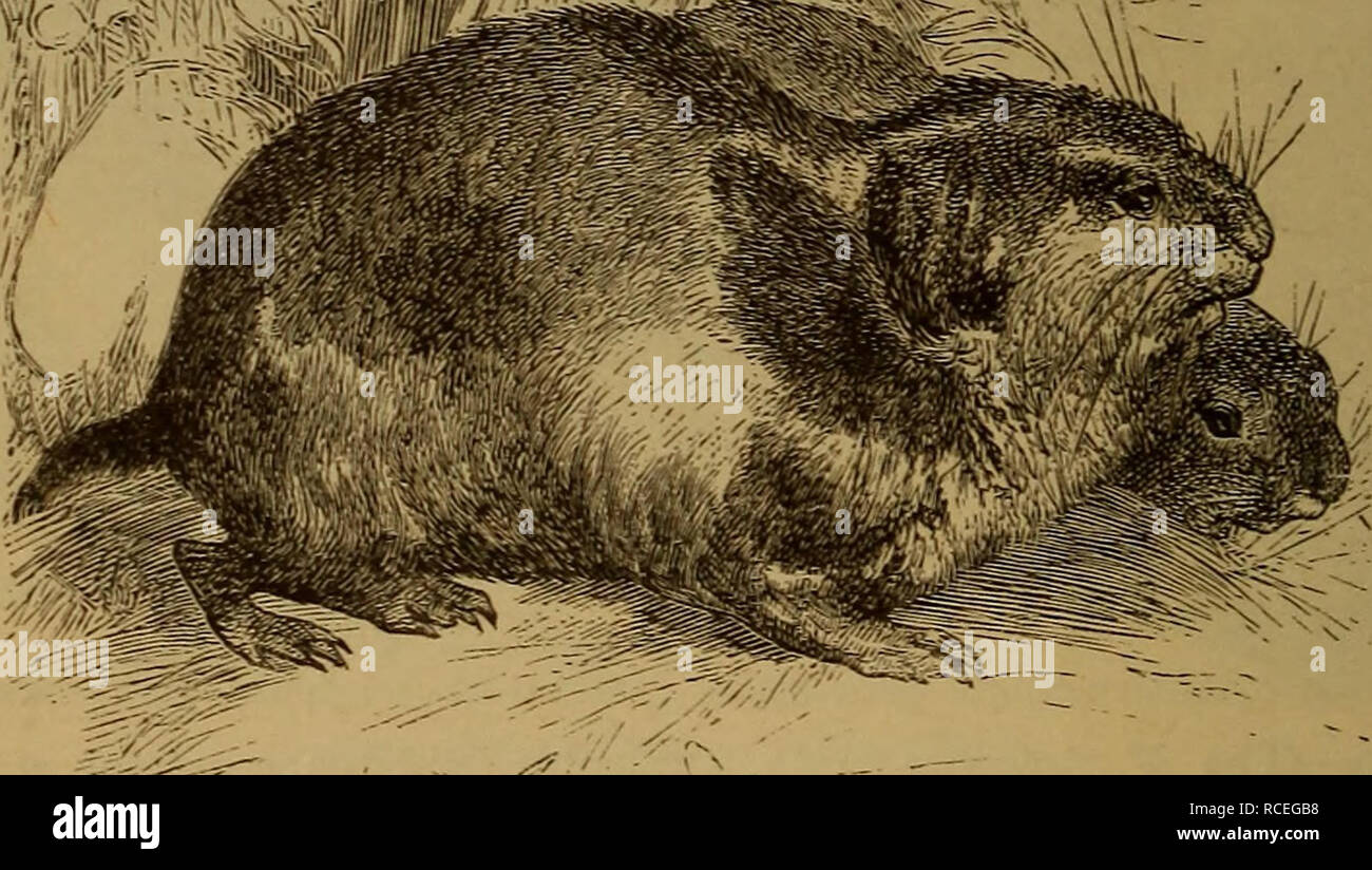 . Elements of zoölogy. Zoology. 324 BACKBONED ANIMALS. the globe. The ...