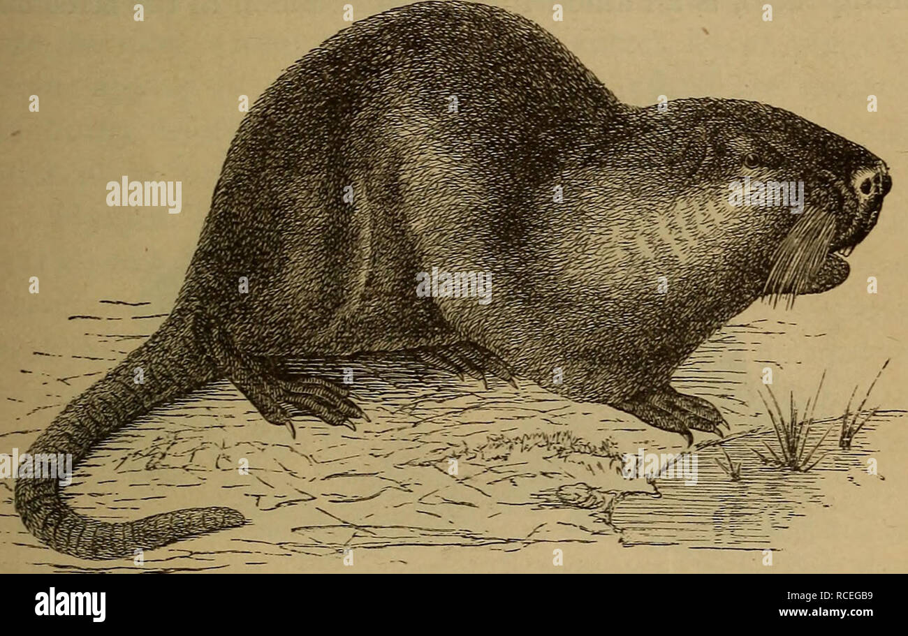 Sewellel hi-res stock photography and images - Alamy