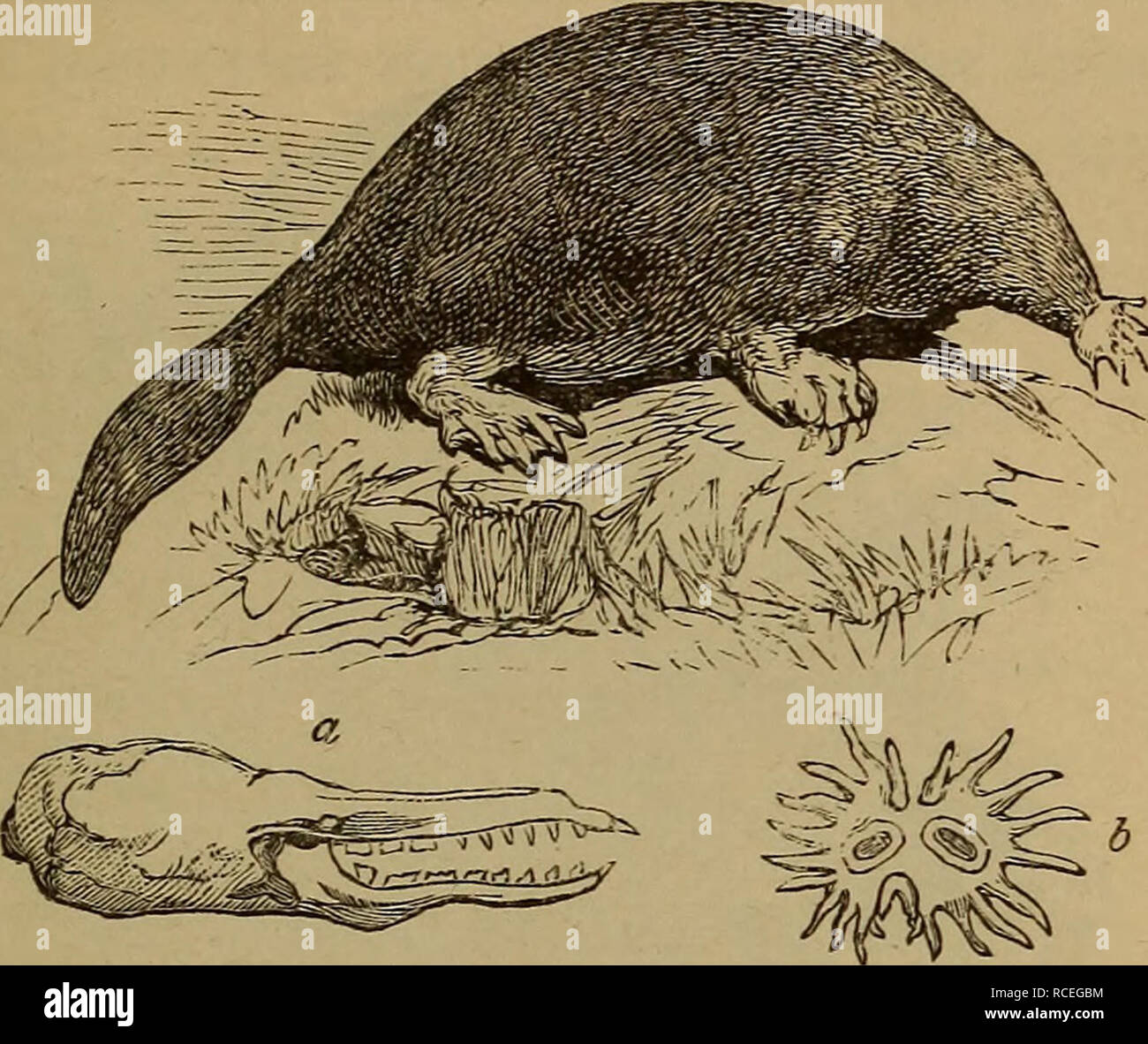 Star Nosed Mole Eyes