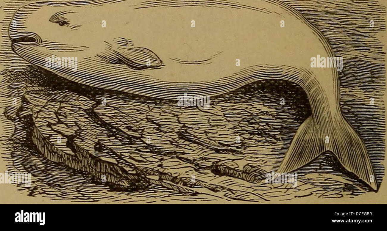 Blood from beluga hi-res stock photography and images - Alamy