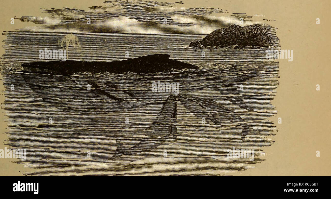 Hind limbs whale hi-res stock photography and images - Alamy