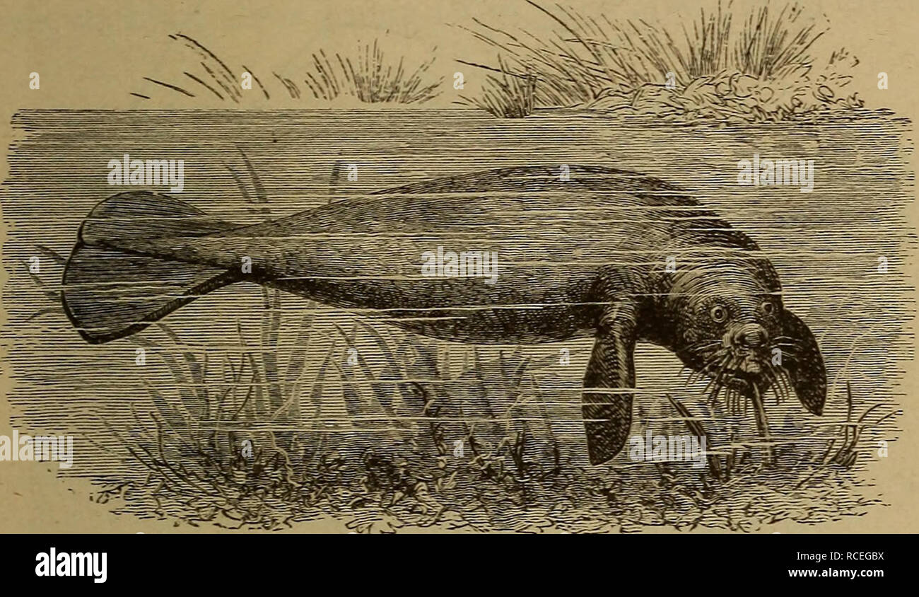 Hind limbs whale hi-res stock photography and images - Alamy