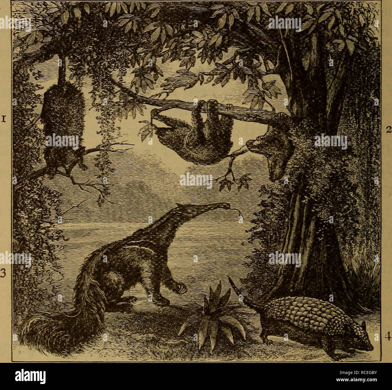 . Elements of zoölogy. Zoology. 306 BACKBONED ANIMALS. rhinoceros. The ...