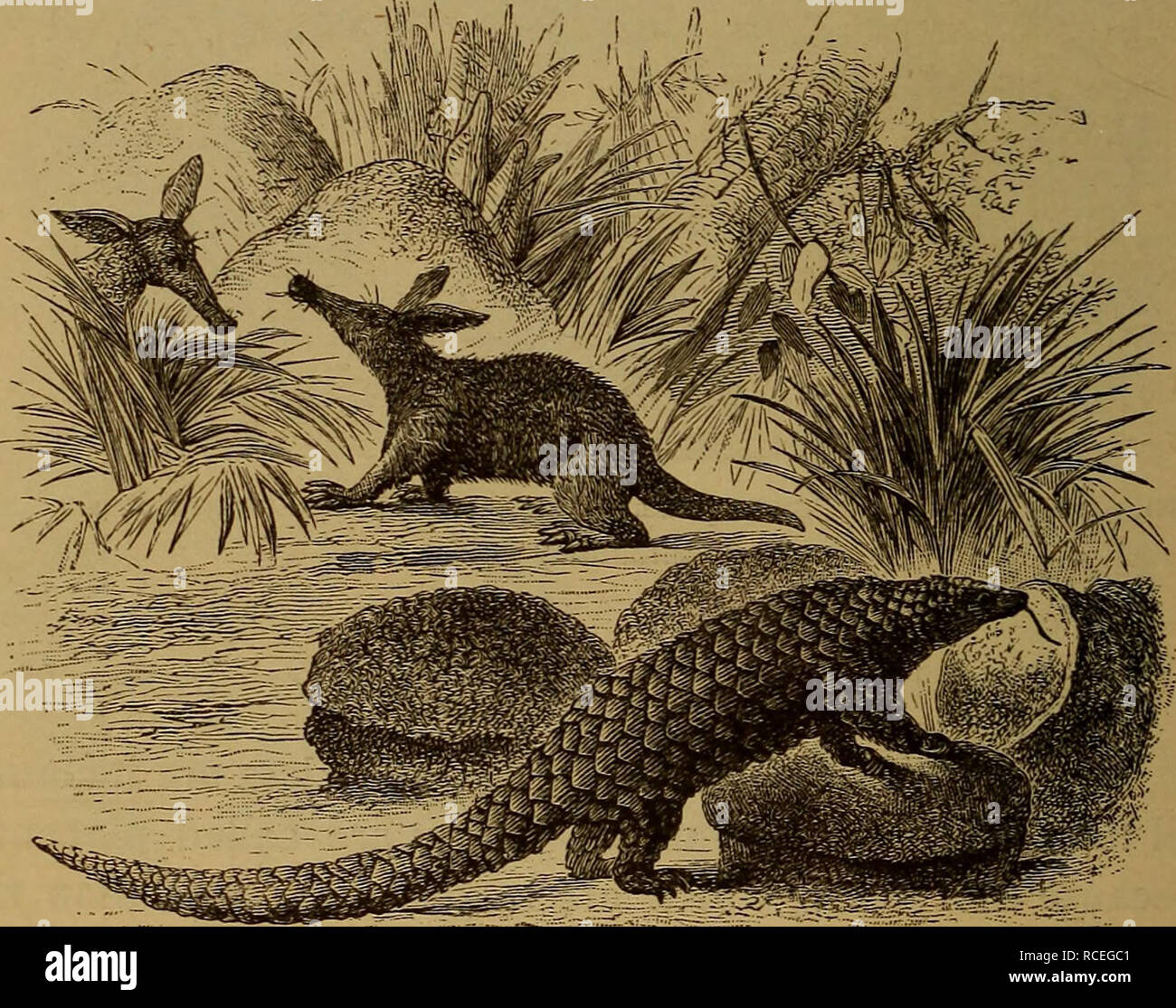 . Elements of zoölogy. Zoology. 304 BACKBONED ANIMALS. Sloths (Bradypodid