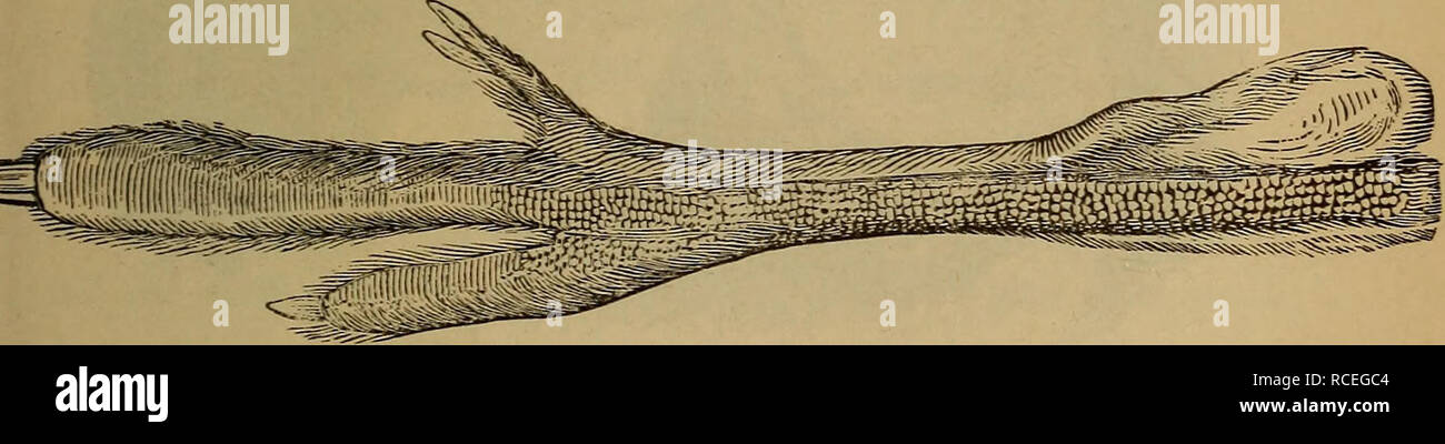. Elements of zoölogy. Zoology. MAMMALIA. 301 or rudimentary; the tail ...