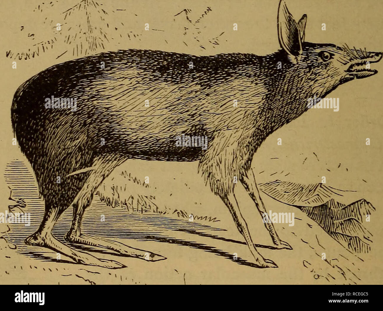 Scaly tails hi-res stock photography and images - Alamy