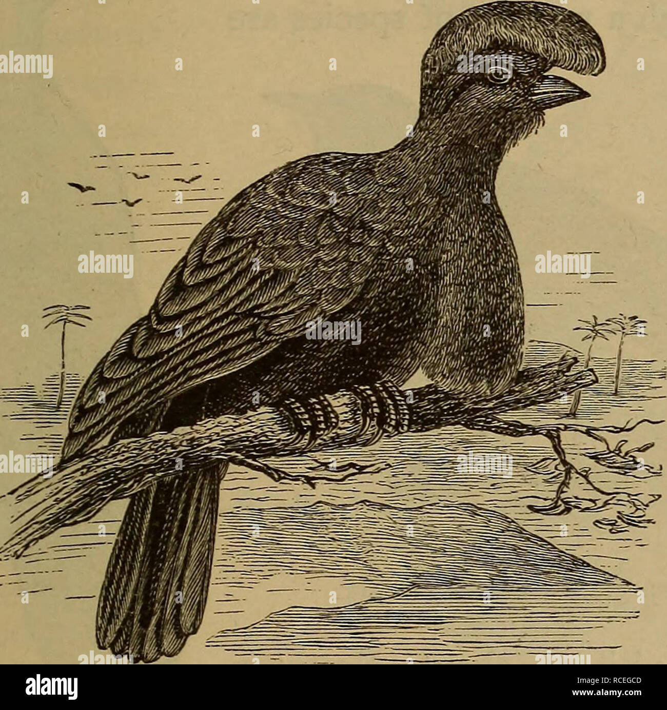 Adept mimics hi-res stock photography and images - Alamy