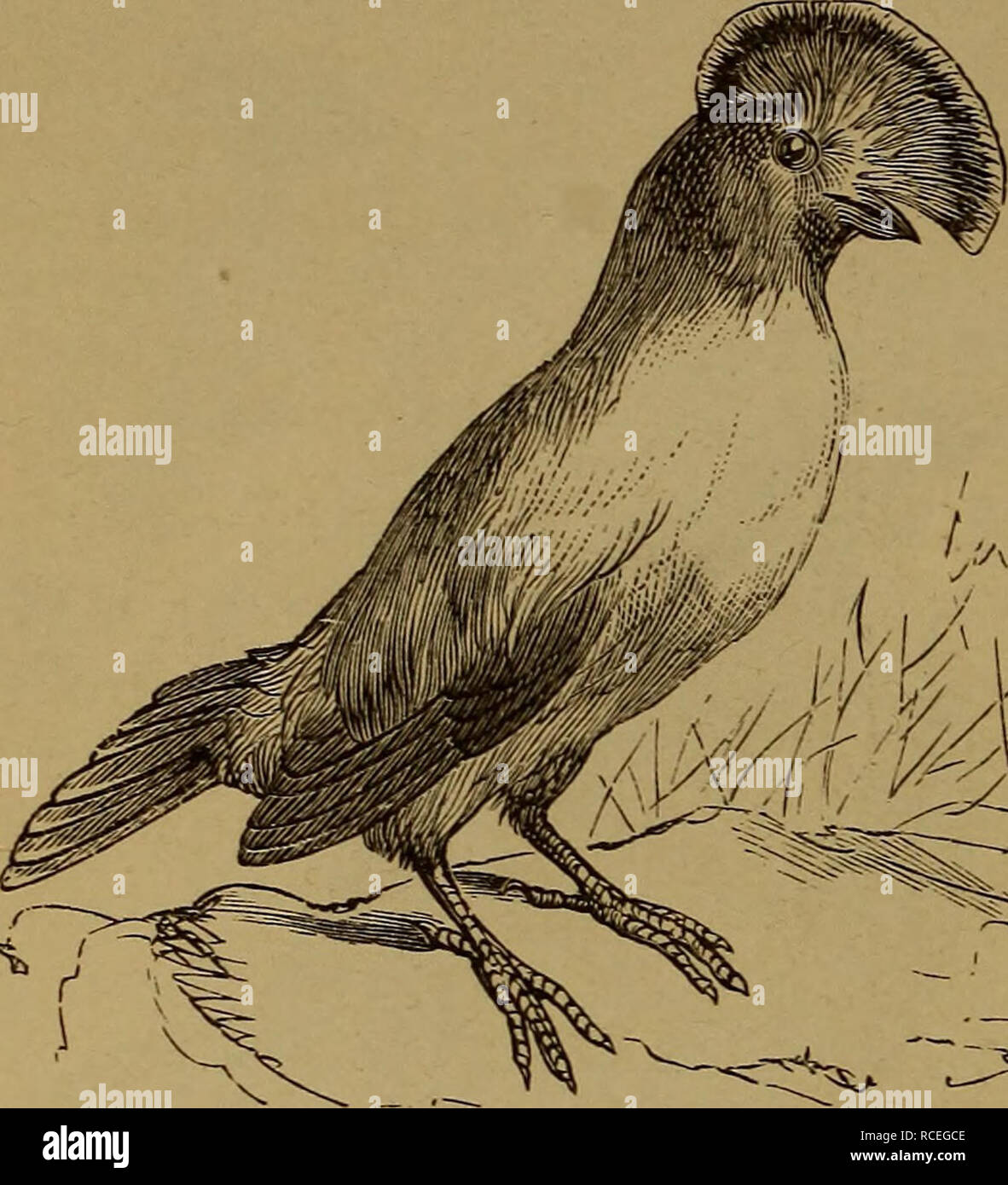 African crow like birds hi-res stock photography and images - Alamy